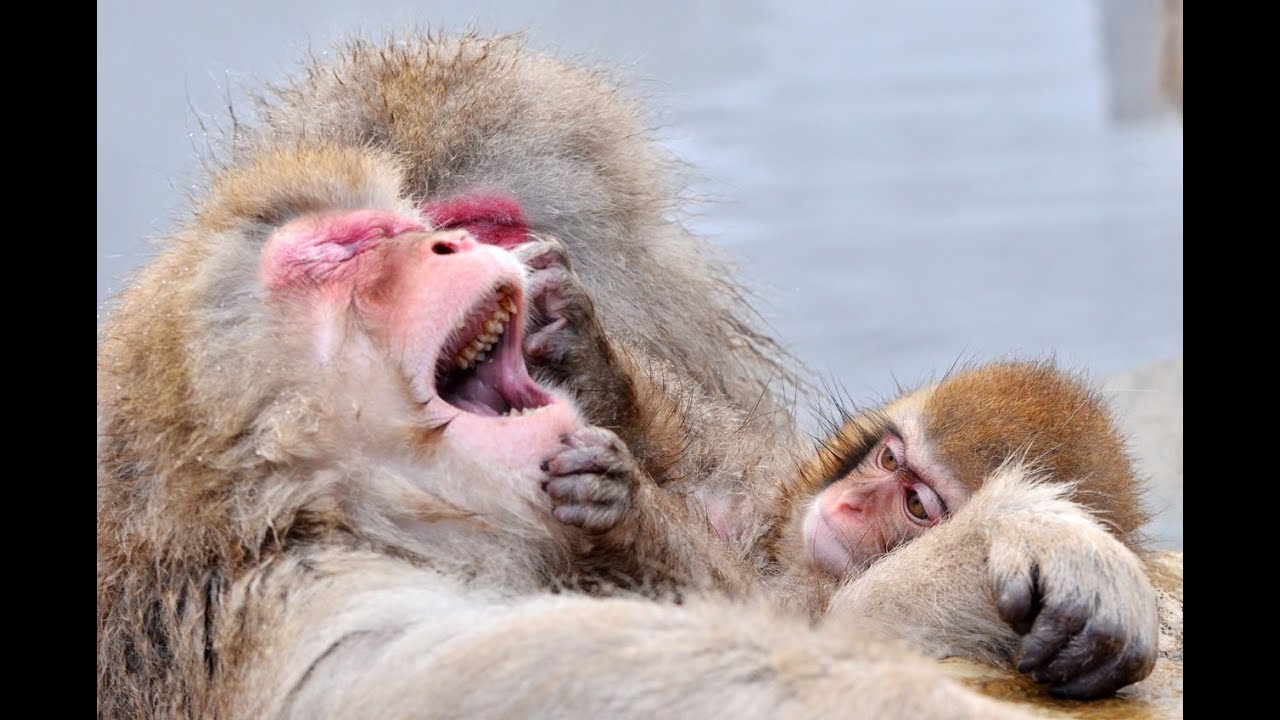 Snow Monkey Slide Show(2004～) - YouTube
