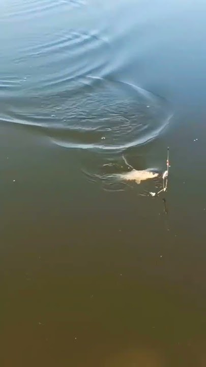 Рибалка донка 🎣🎣🎣Рибалка Youtube