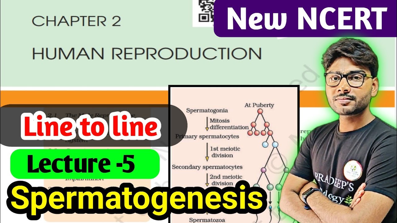 Human Reproduction Class 12 | Spermatogenesis | Gametogenesis | NEET ...