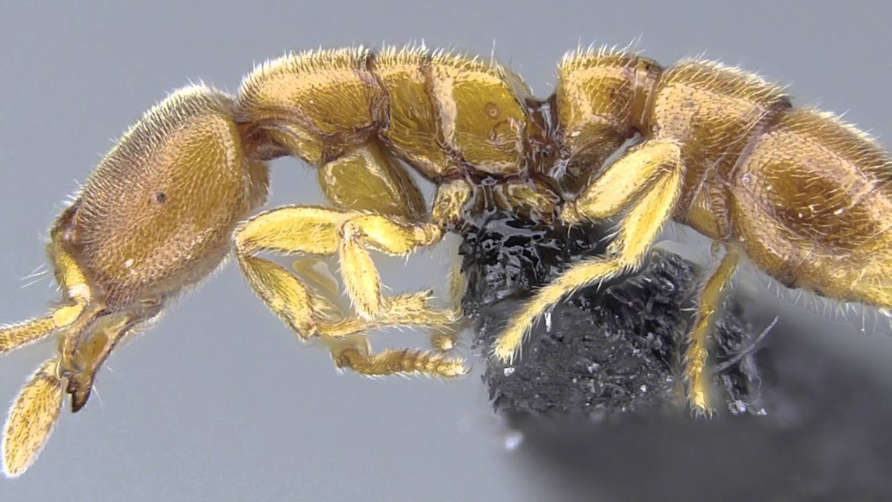 Science Today - New Discoveries: From Ants to Viruses | California ...