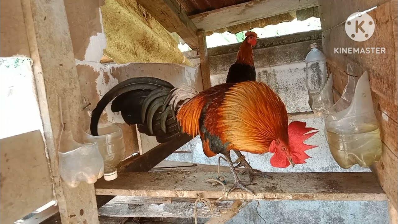 qaib qib txuam qaib qus 2023 - YouTube