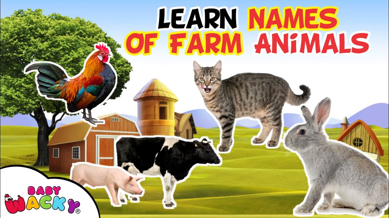 Learn Names and Sounds of Farm Animals by Baby Wacky - YouTube