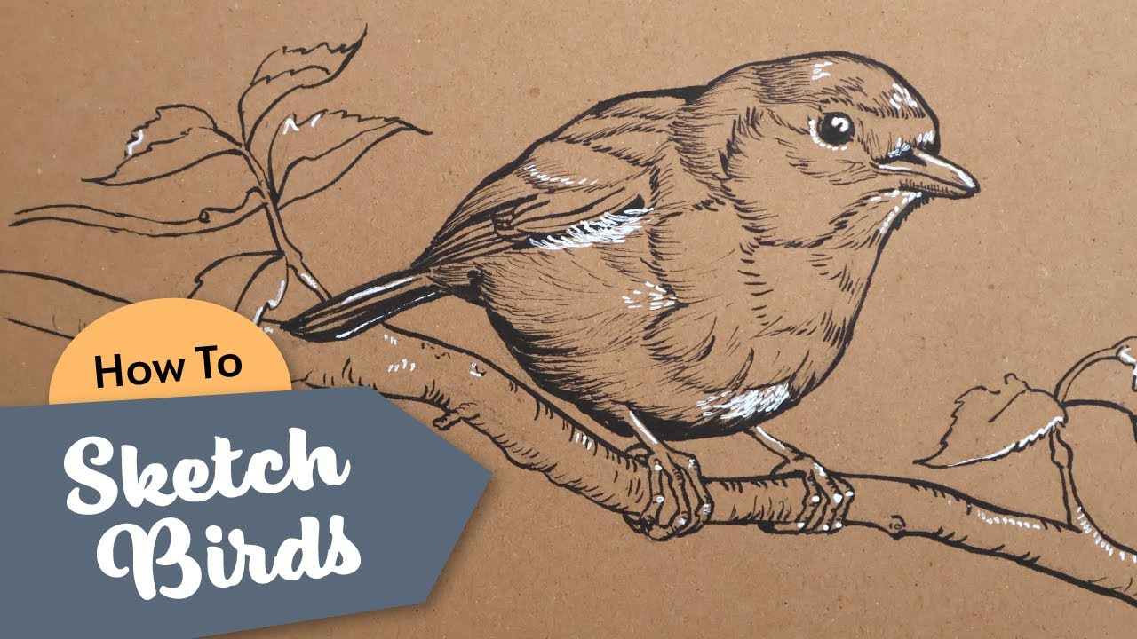 Quick and Easy Way of Sketching Birds - YouTube