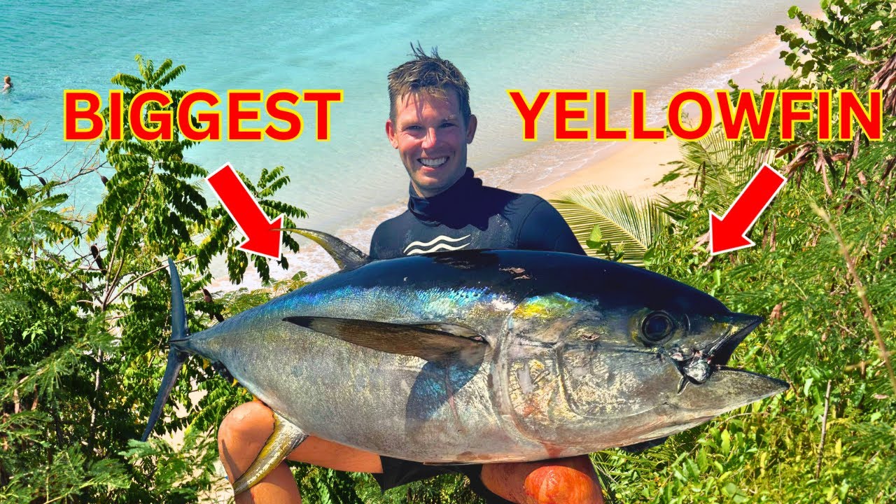 Spearfishing my BIGGEST Yellowfin Tuna | Costa Rica 🇨🇷 - YouTube