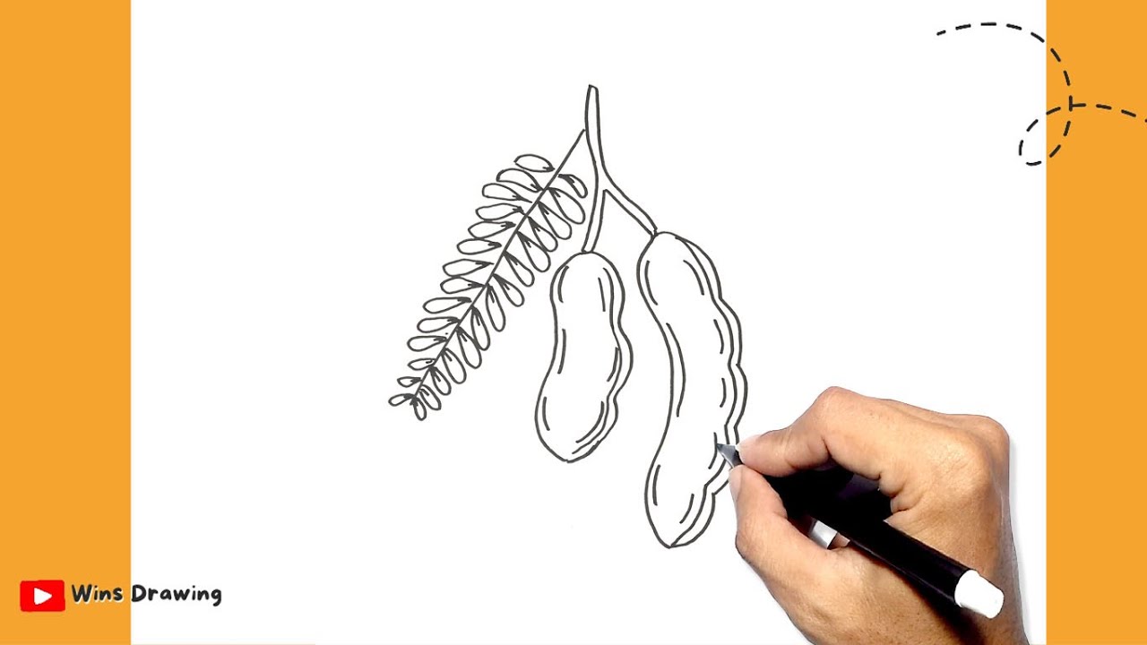 How to Draw Tamarind easy Drawing - YouTube