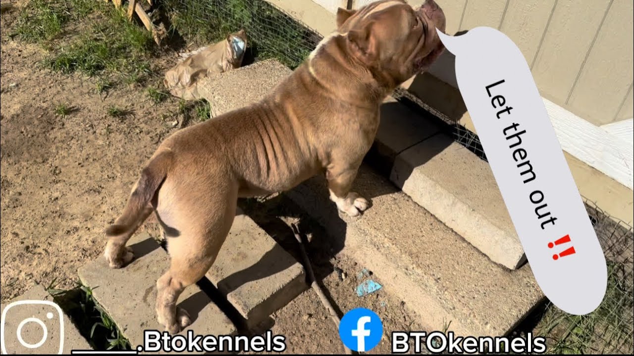 Bto kennels dogs go wild 😖😤 - YouTube