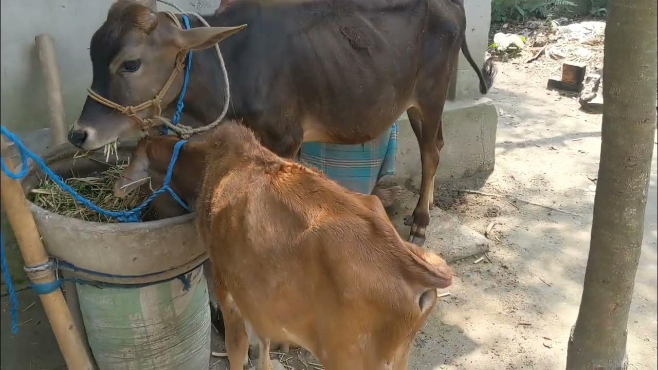 গরু গরুর বাছুর ঘাস খাচ্ছে Cow Calf Feeding Grass Youtube