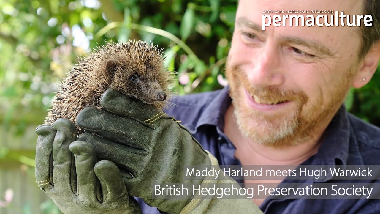 How we can all Help Save the British Hedgehog - YouTube