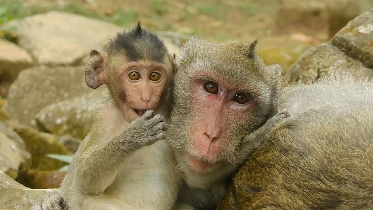 Update daily life monkey Jane and baby janet | Monkey Jane, Monkey ...