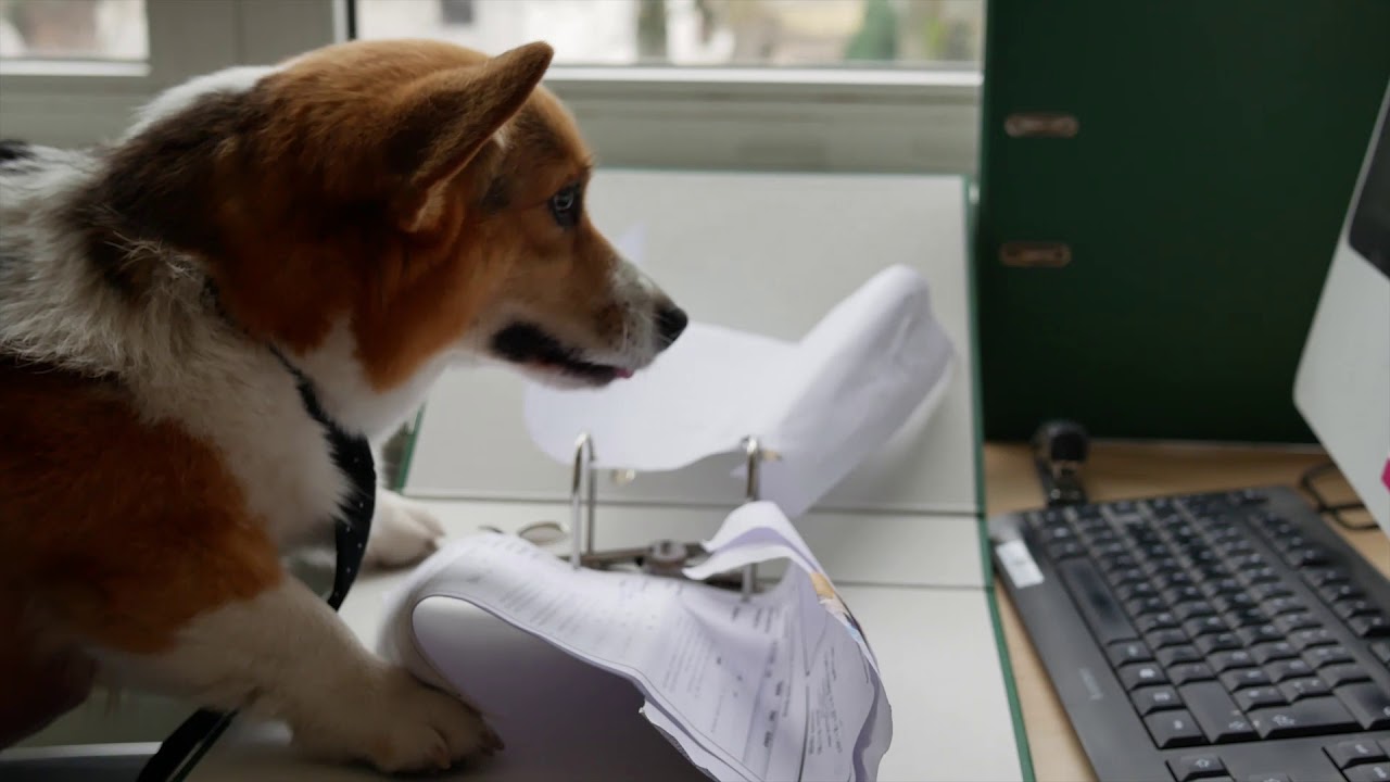 Corgi Workday - House on Fire (Beatsteaks) - YouTube