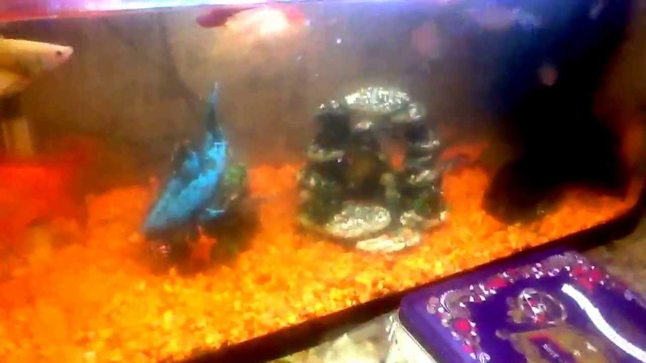 C True Fish Tank Story - YouTube