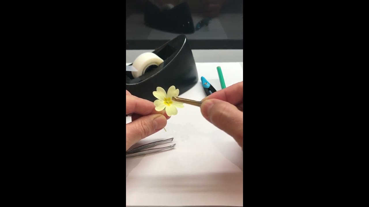 Dissection florale - protocole - YouTube