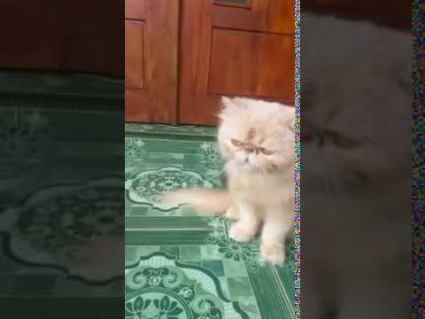 KUCING RAS: PERSIA PEAKNOSE EKSTRIM (Persian Peaknose Cat) - YouTube