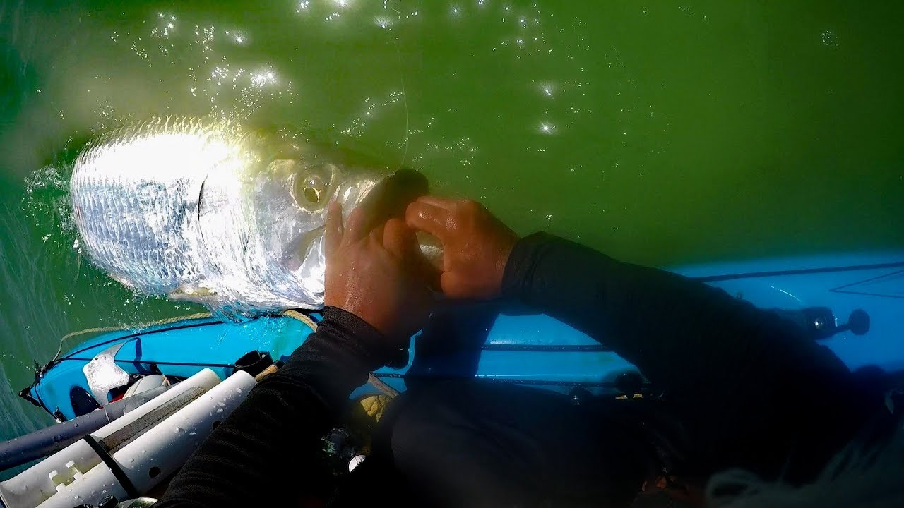 Daytime Tarpon - Pinfish On A Bobber - YouTube