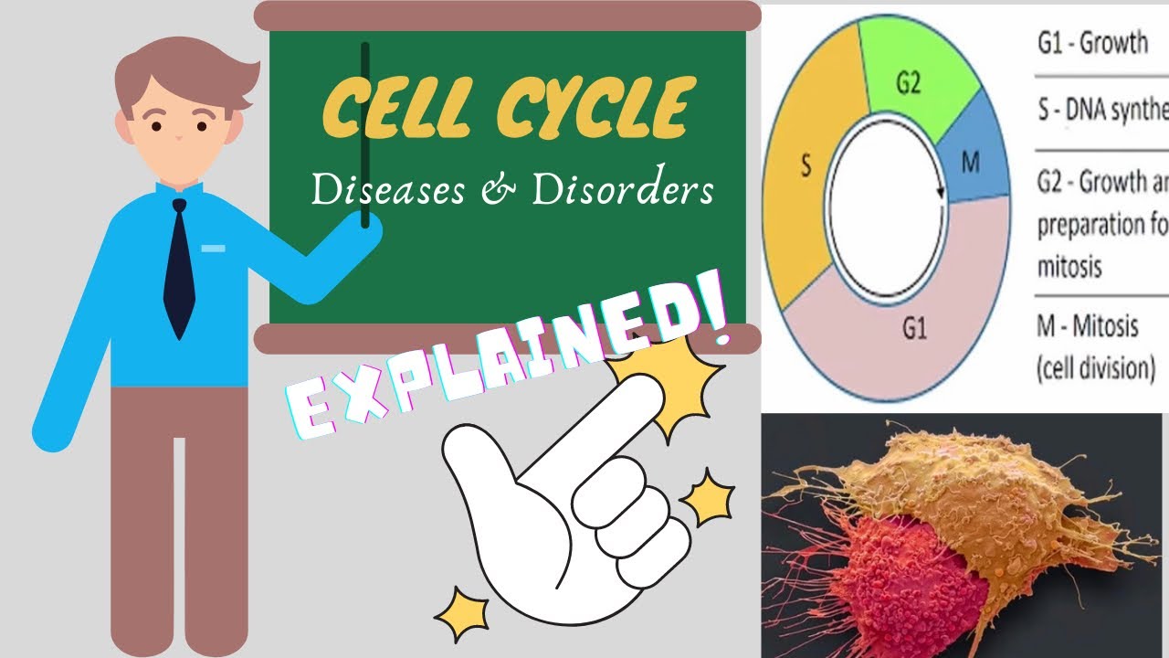CELL CYCLE DISEASES AND DISORDERS - YouTube