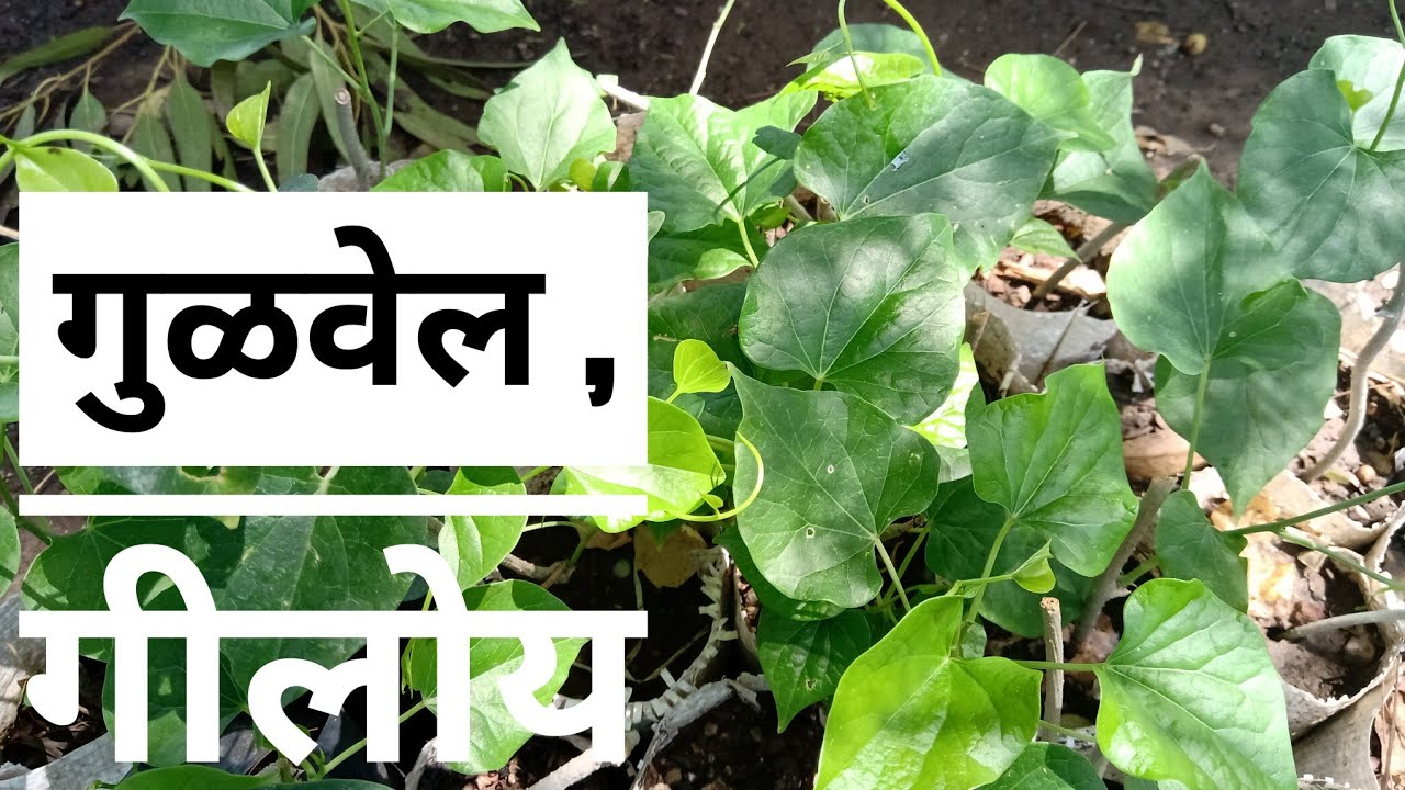 गुळवेल ,रोग प्रतिकार शक्ती वाढवा #TINOSPORACORDIFOLIA GULVELREMEDIES # ...