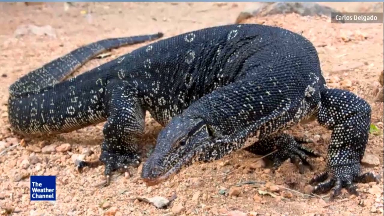Komodo Dragon type Lizard Found in Bankok Sewer - YouTube