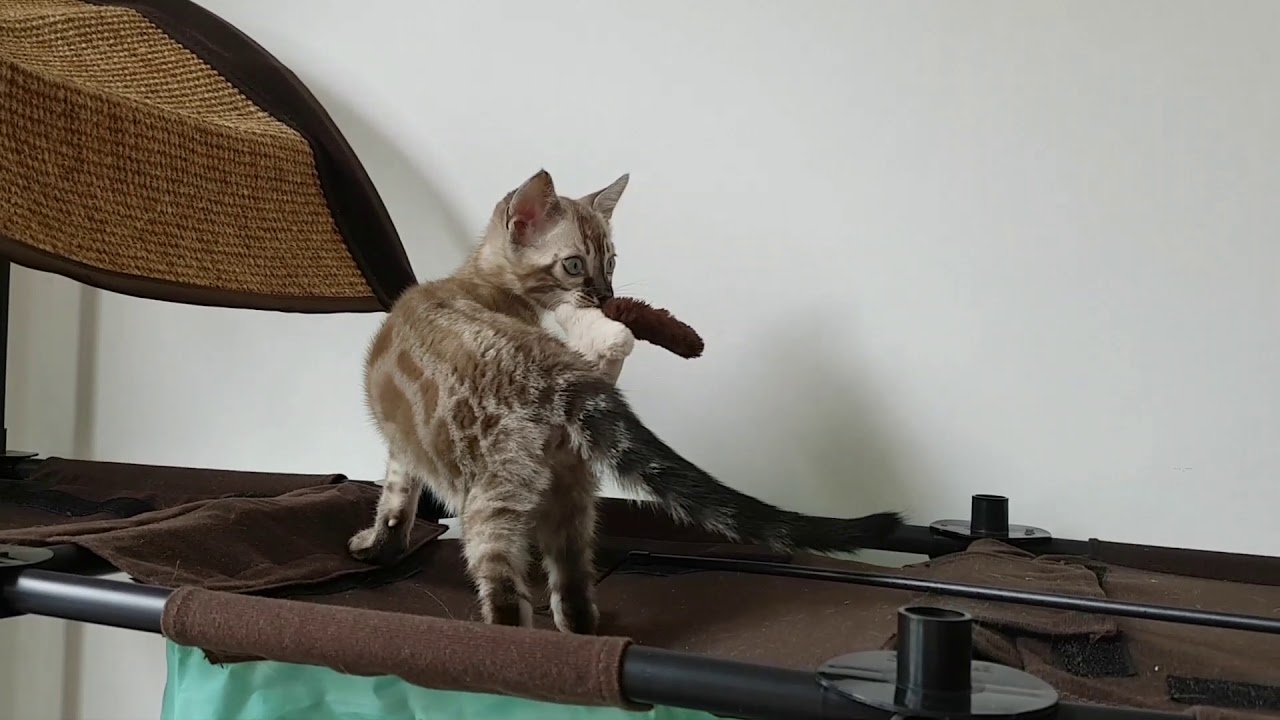 Willow F5 Bengal Kitten - YouTube