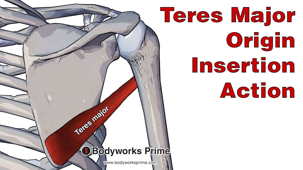 The Teres Major Muscle Its Attachments And Actions 46 OFF the-teres-major-muscle-its-attachments-and-actions-46-off