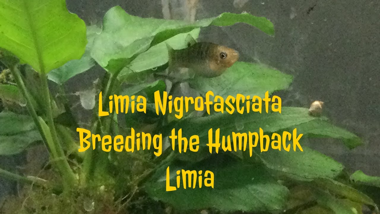 Limia Nigrofasciata - Breeding the Humpback Limia - YouTube