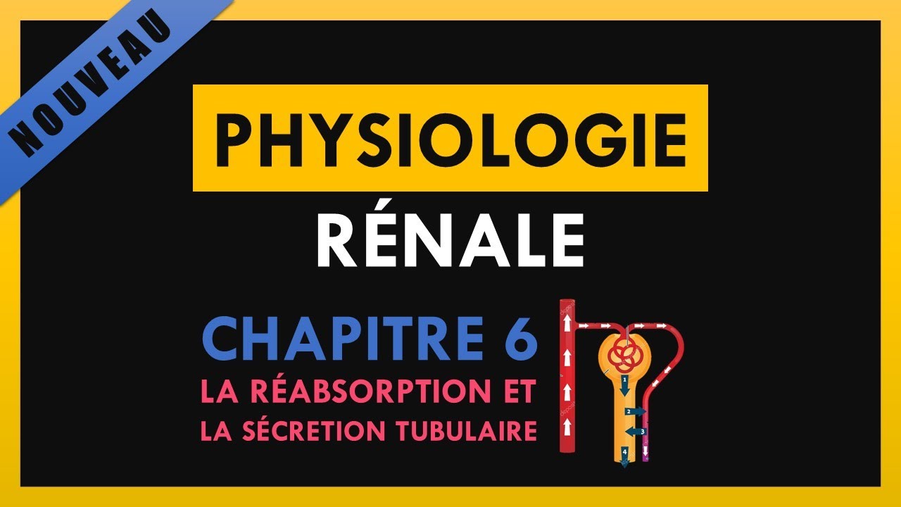 Physiologie Rénale - Chapitre 6 - La réabsorption et la sécrétion ...