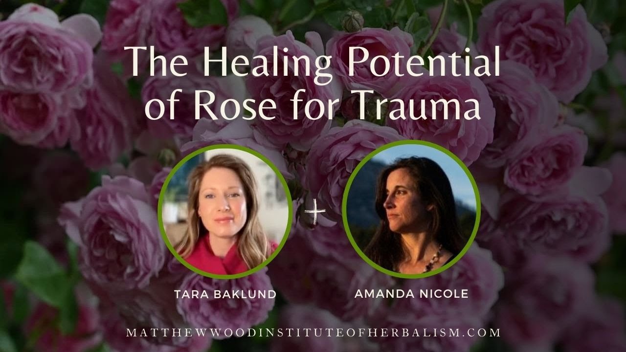 The Healing Potential of Rose for Trauma with Herbalist and Author ...