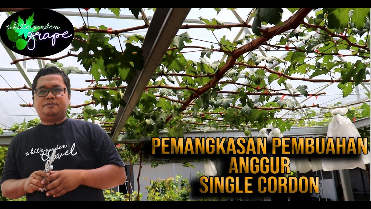 PEMANGKASAN PEMBUAHAN ANGGUR SINGLE CORDON VERSI WHITE GARDEN PART # 2 ...