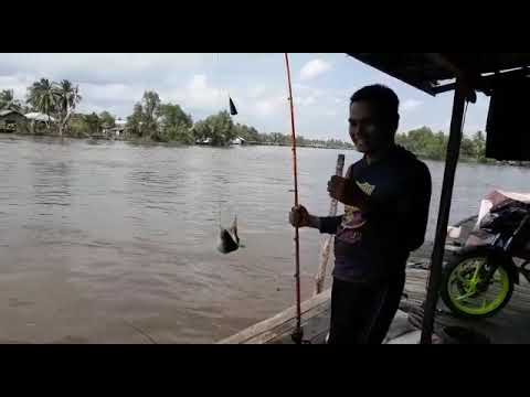 Coba mancing di sungai besar Aluh-Aluh 🎣 #5
