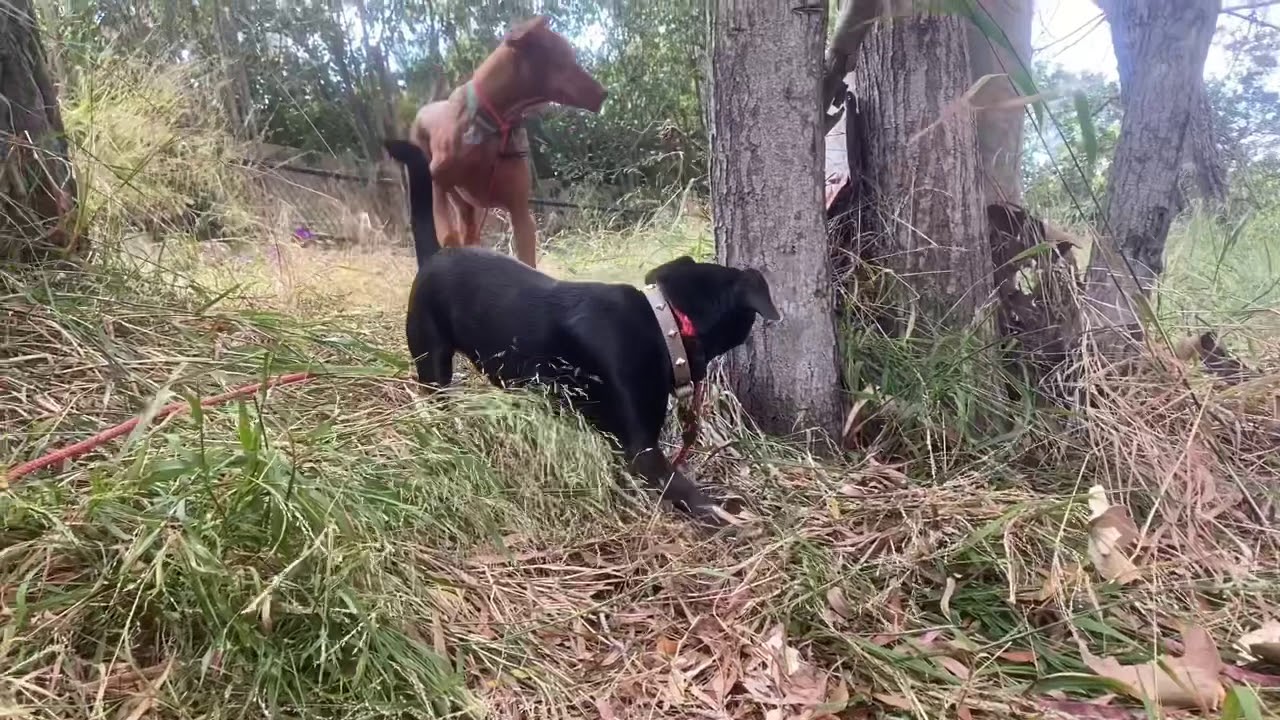 Exploring with Grant Noble and The Noble Dogs - YouTube