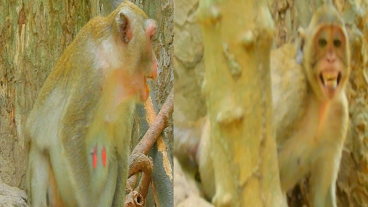 when Jane heard Jazzy cry she has to cry too and than someone who wants ...