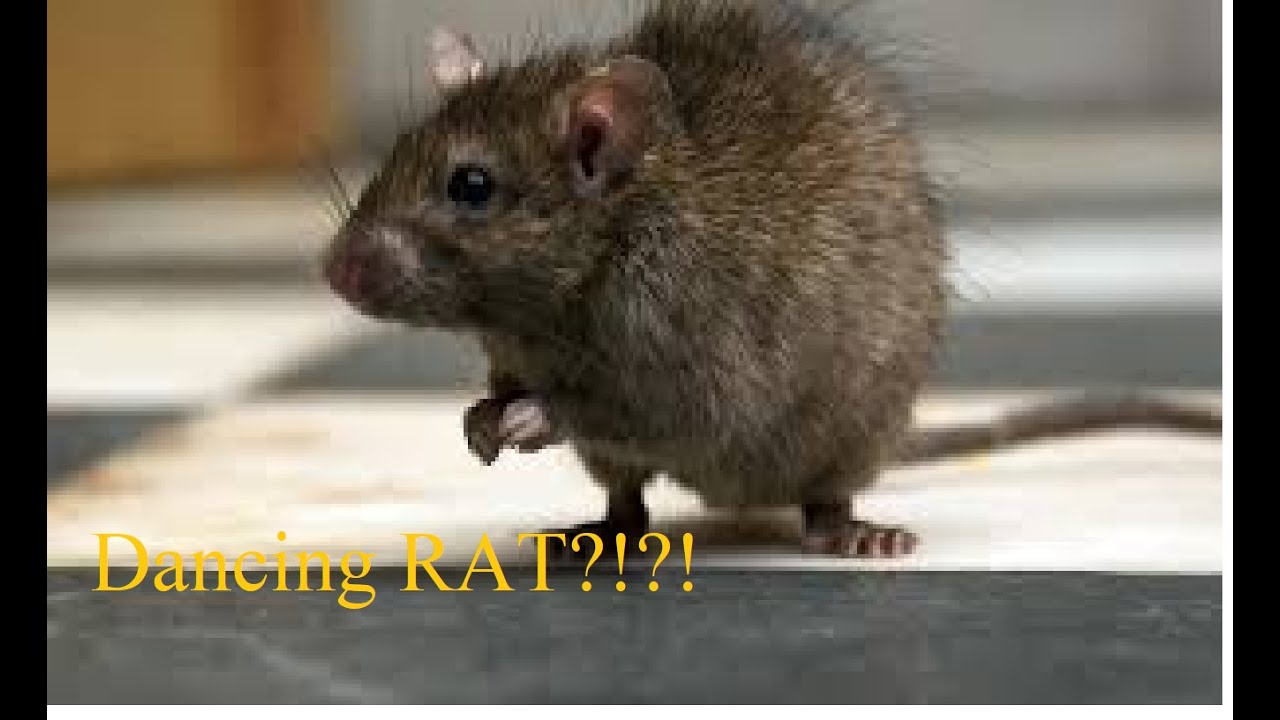 Rat Does Dance? - YouTube