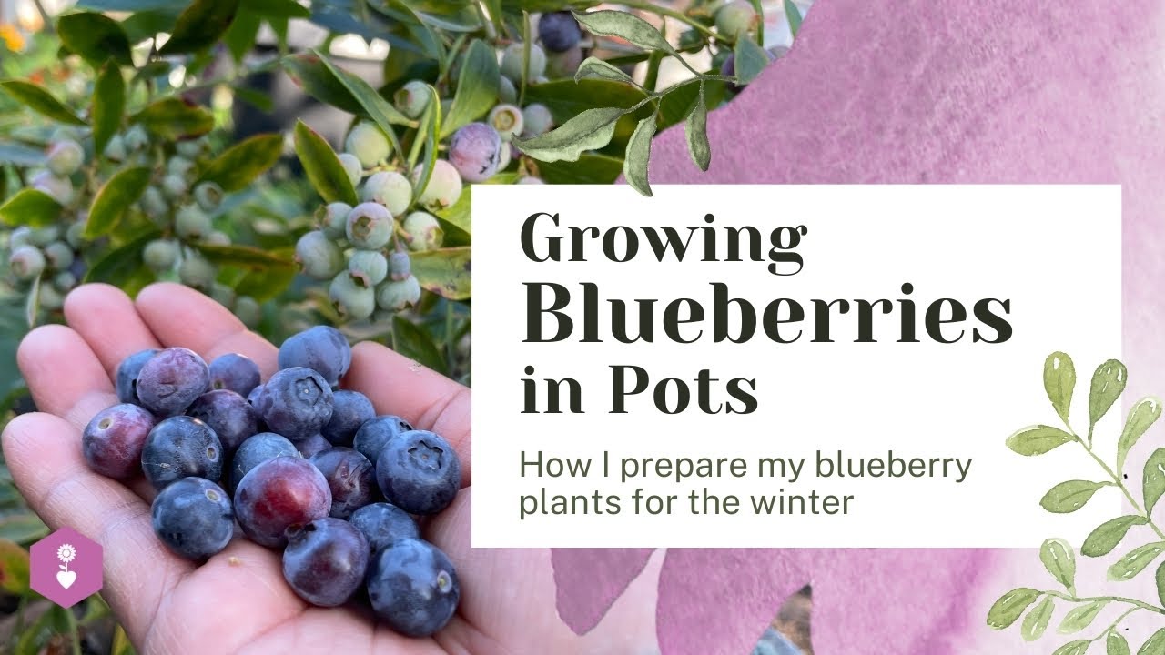 Growing & Maintaining Blueberries in Pots Successfully ...
