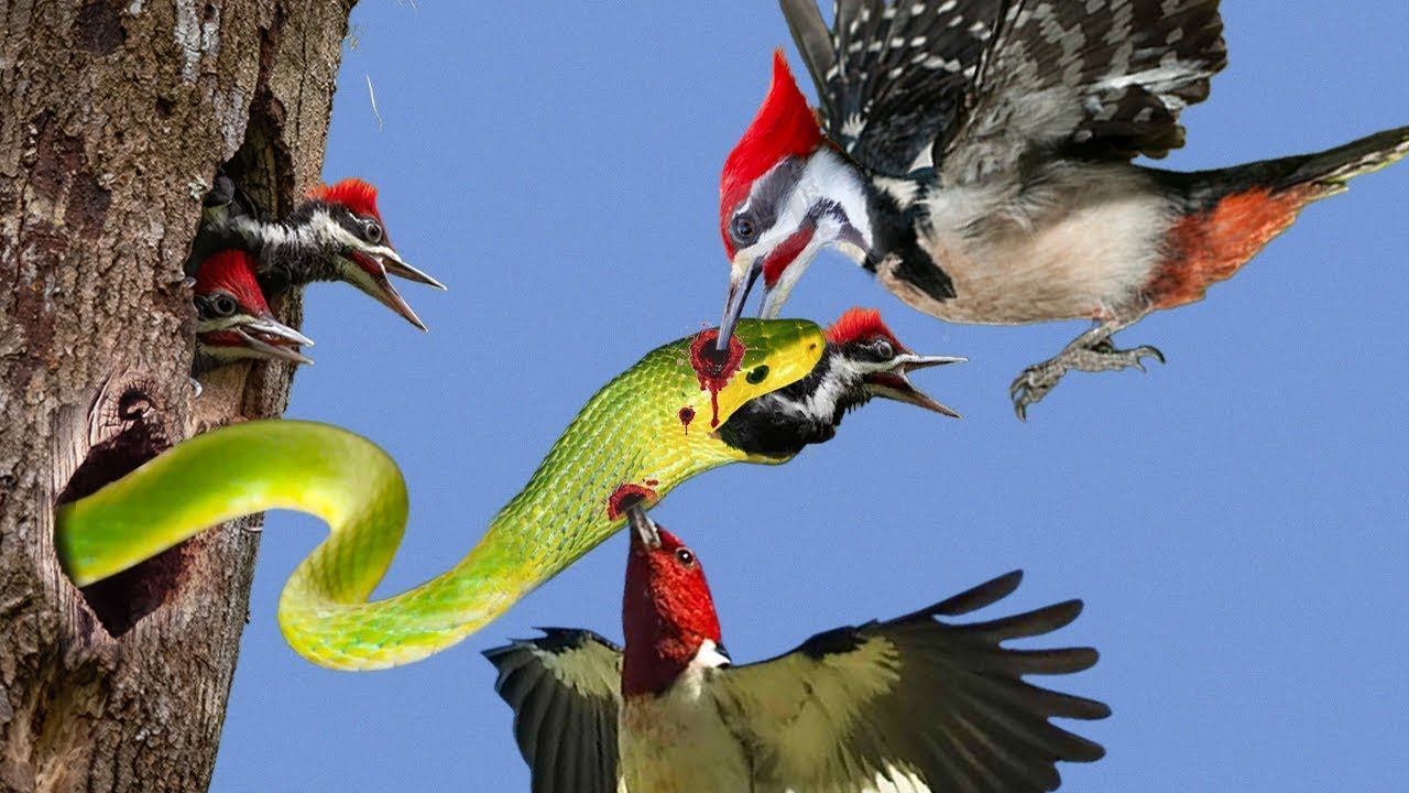 OMG !Brave Mother Bird Attacks Venomous Snakes When She Dares To Bite ...