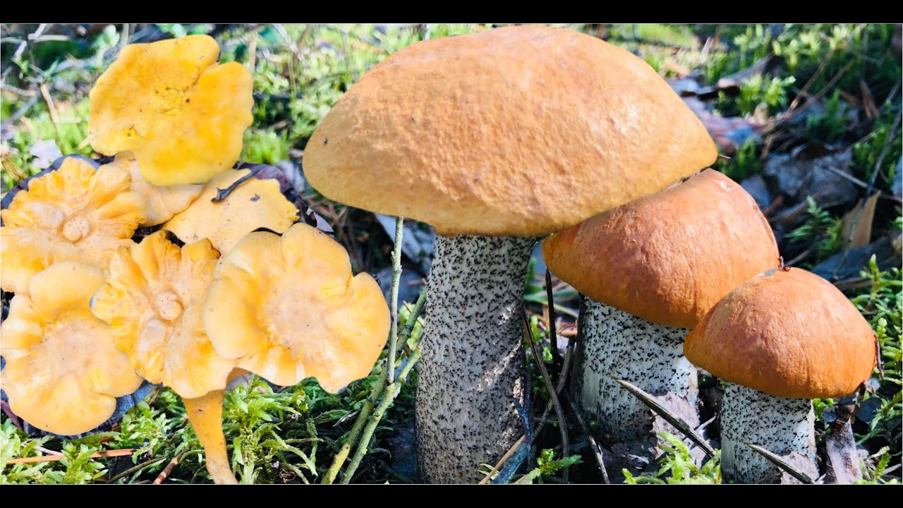 MUSHROOM OVERLOAD | PUNIKKITATTI | KANTARELLI | SUPPILOVAHVERO - YouTube