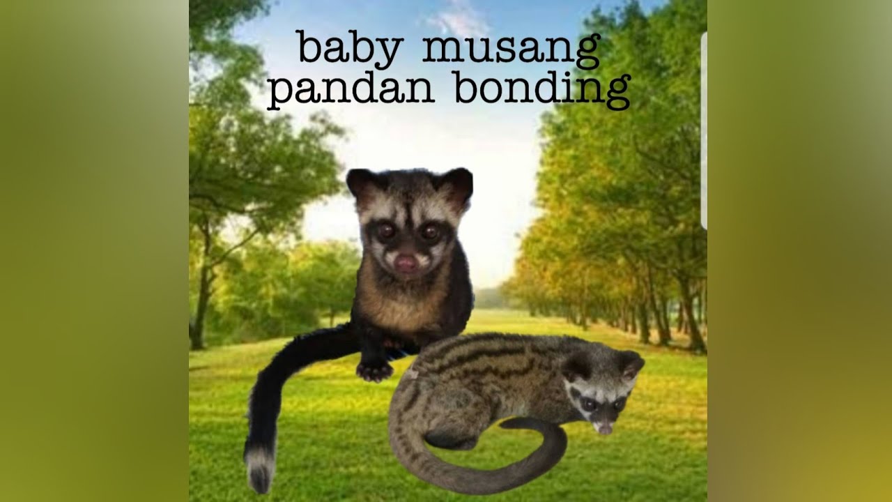 Baby musang pandan bonding #2 - YouTube
