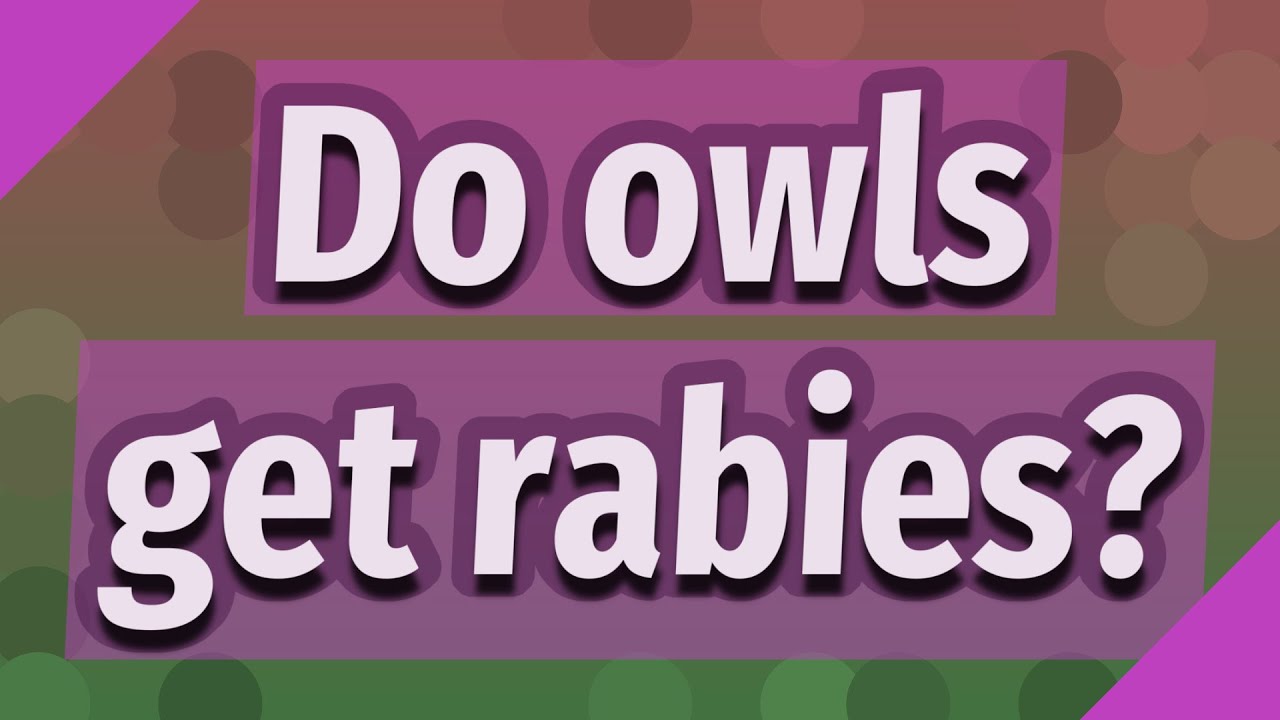 Do owls get rabies? - YouTube