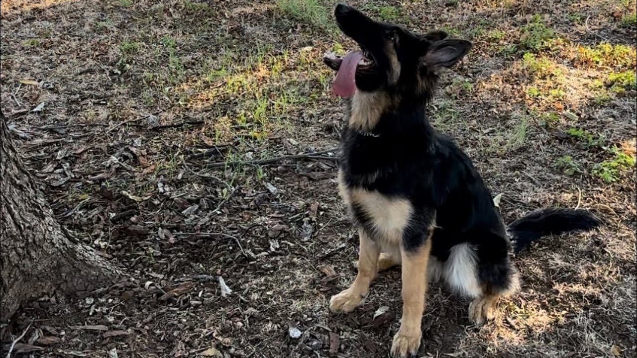 German shepherd goes crazy over ball and jumps in tree to get toy 🧸 ...