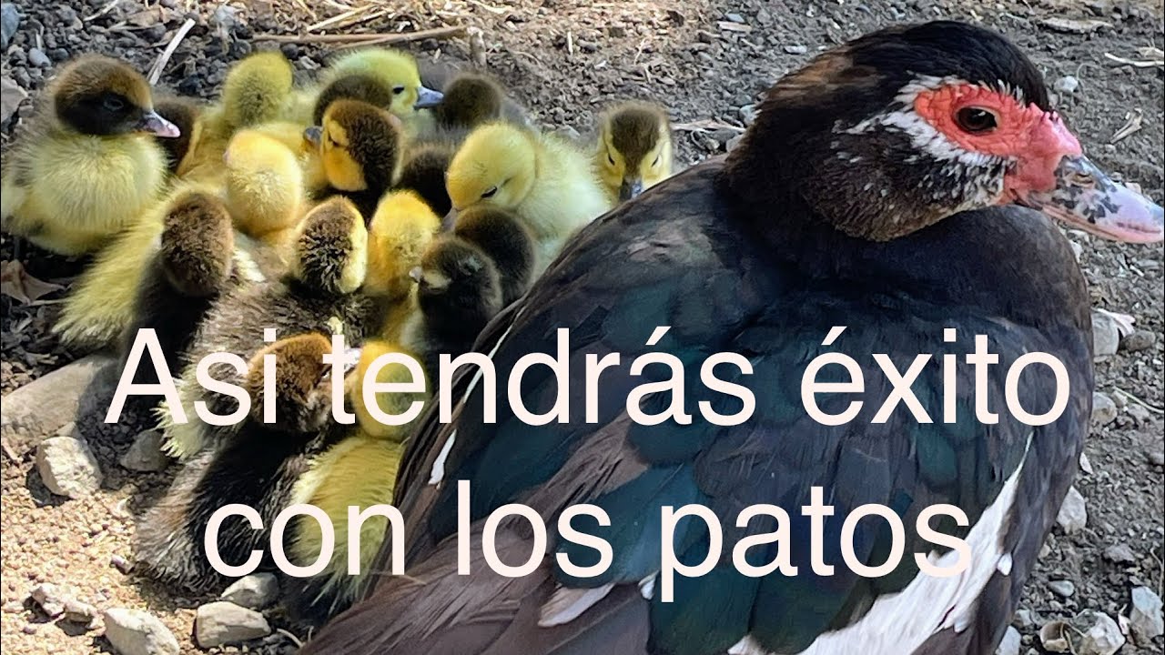 Asi es como se tienen mejores resultados con los patos - YouTube