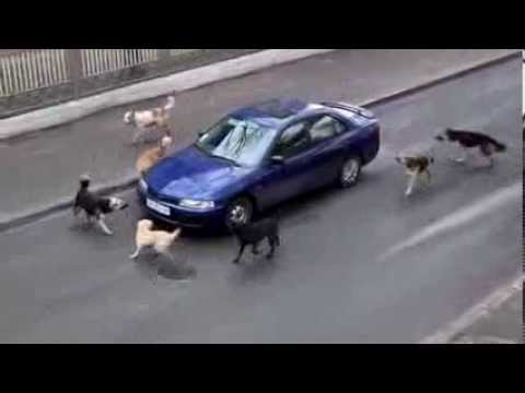 Dogs Attacking A Car - YouTube