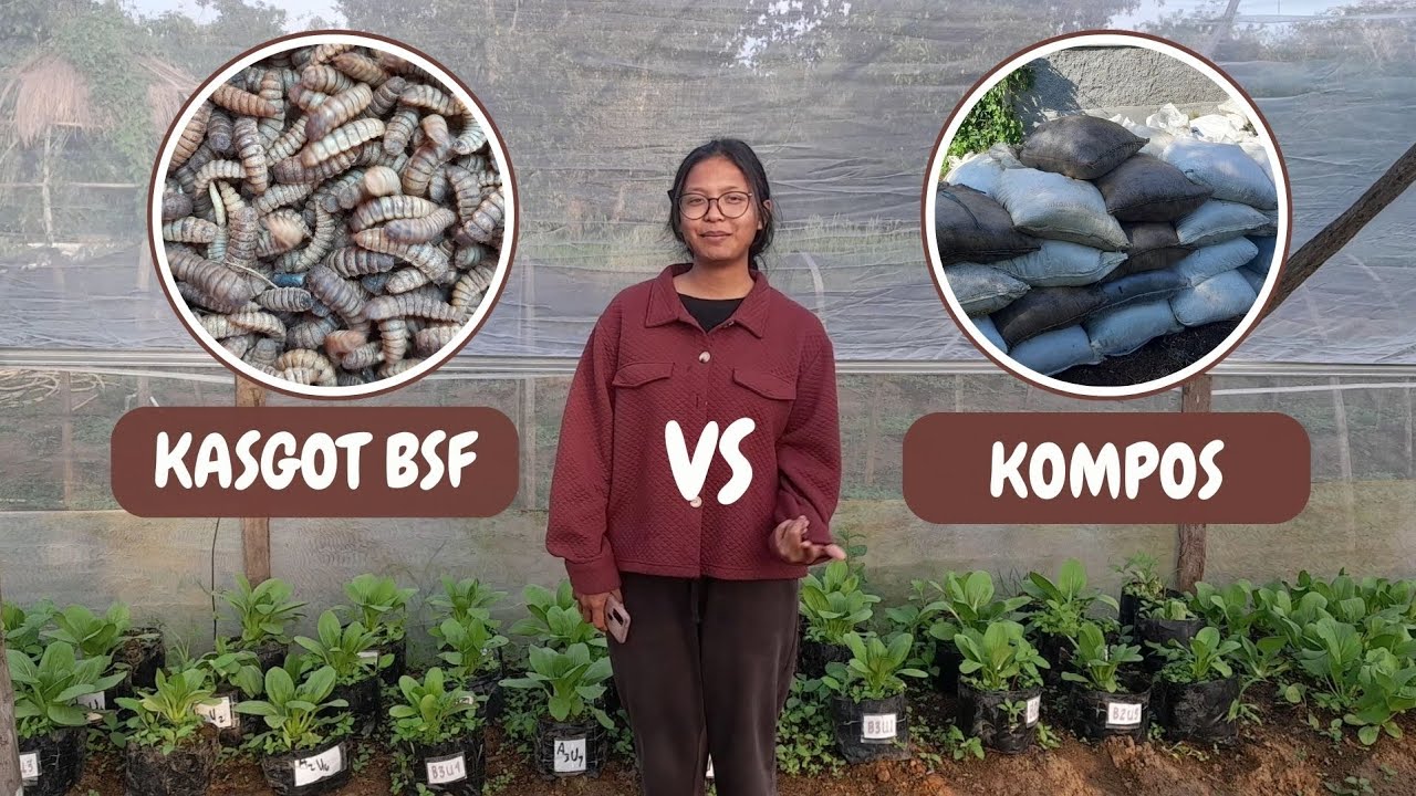 BENARKAH KASGOT BSF LEBIH BAIK DARI KOMPOS? INI KESIMPULAN GEBRIEL ...