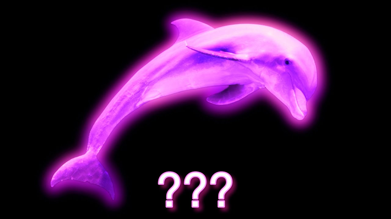 11 MORE "Dolphin" Sound Variations in 50 Seconds🦈 - YouTube