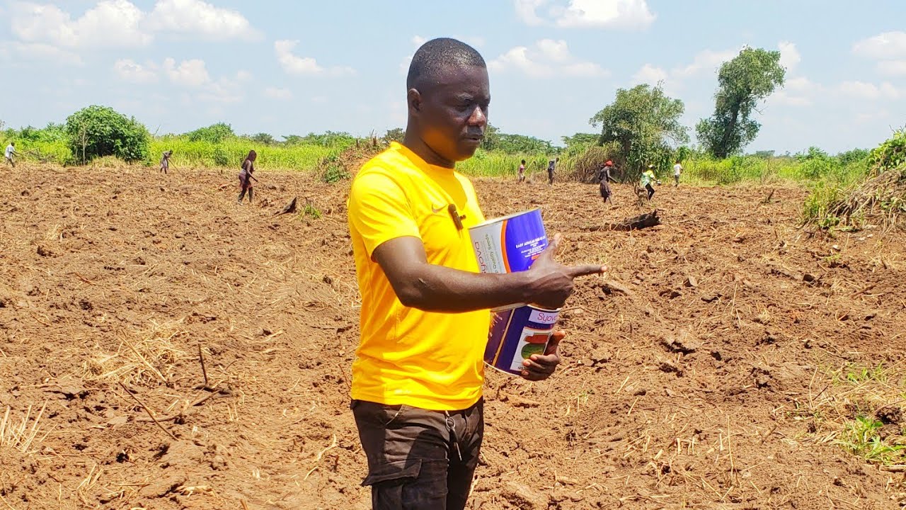 Kenya vs Uganda: How to Spot the Difference Between Sukari F1 ...