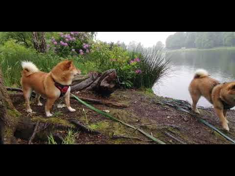 Shiba Inu at the pond in the rain. - YouTube