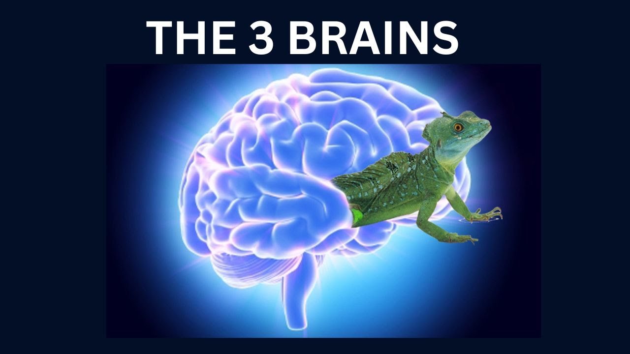 THE 3 BRAINS. FIGHT OR FLIGHT RESPONSE - YouTube