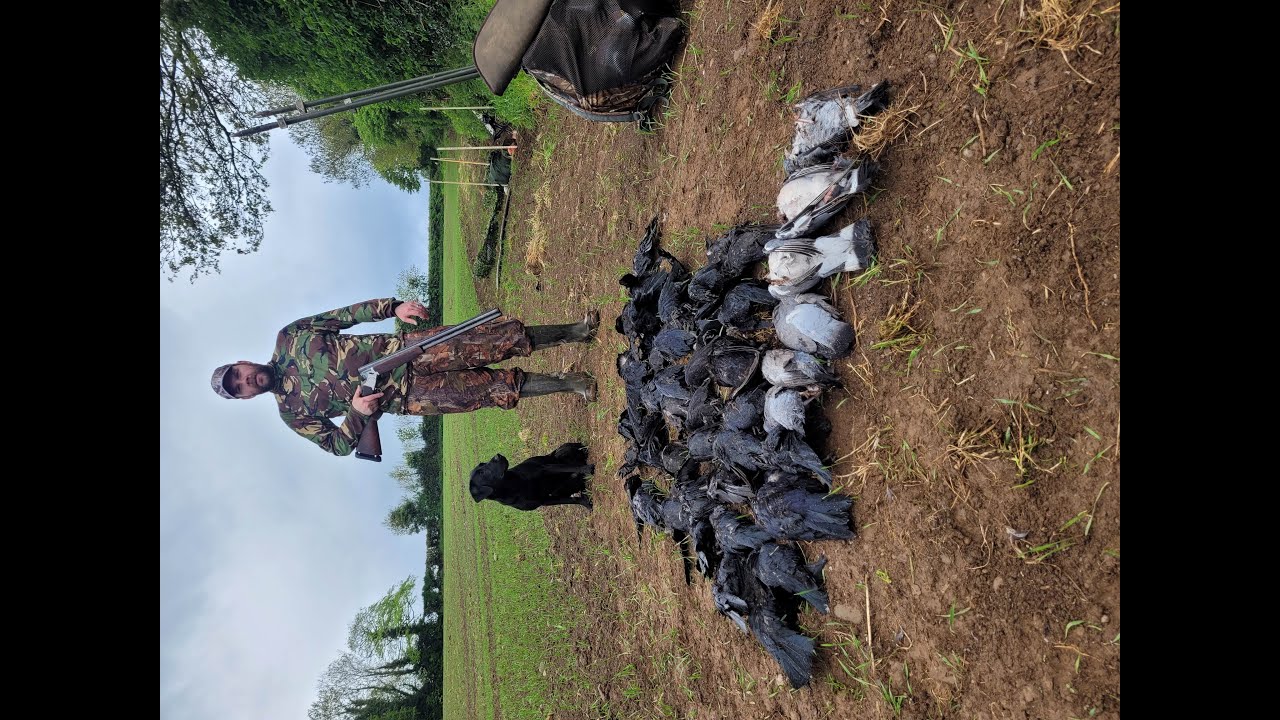 Crow shooting with 12g shotgun/ fieldsports uk/irl - YouTube