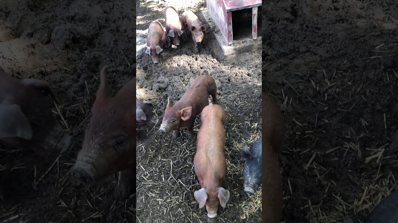 Happy pigs at Gunthorp Farms in Indiana - YouTube