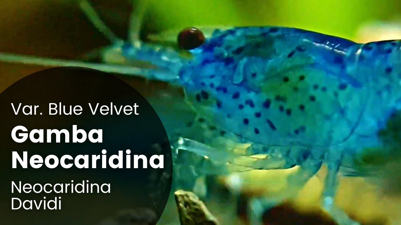 Gambas Neocaridinas Blue Velvet | JBL Manado Dark - Acuario 91L - YouTube