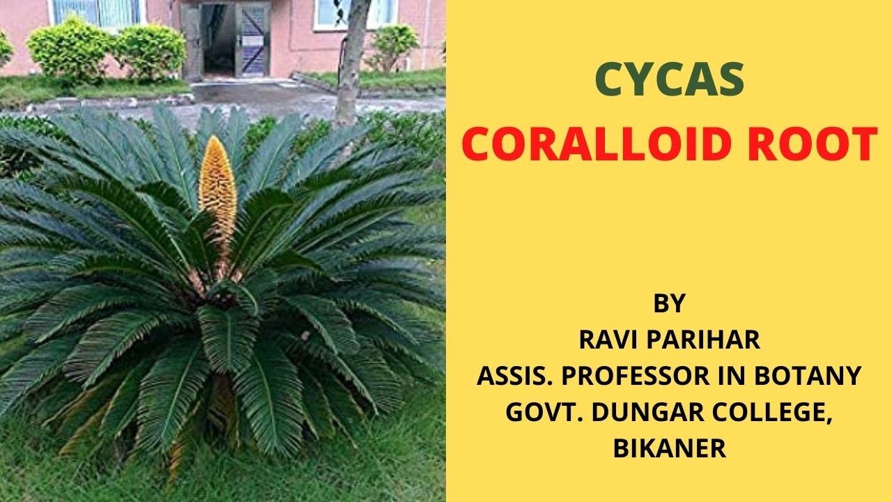 Cycas - Coralloid Root in Hindi By Ravi Parihar - YouTube