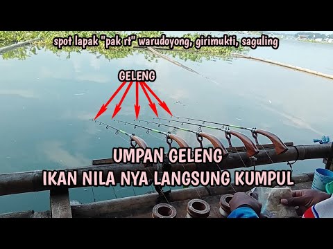 mancing saguling, ikan nila di kasih geleng langsung kumpul - YouTube