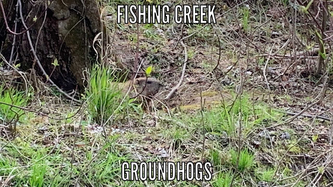 Fishing Creek Groundhogs - Bloomsburg, PA: 4/28/20 - YouTube